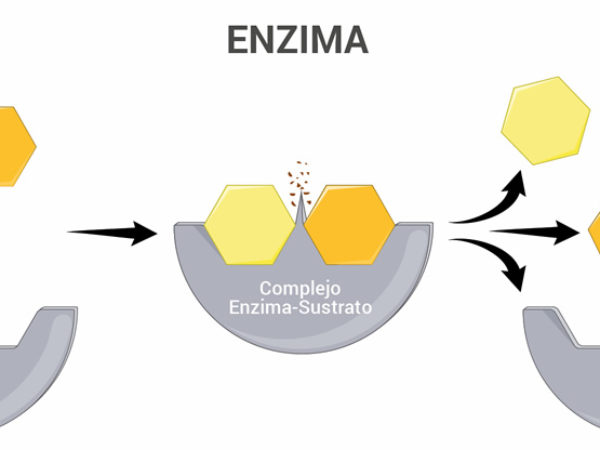 Artículos - Laboratorio LCN